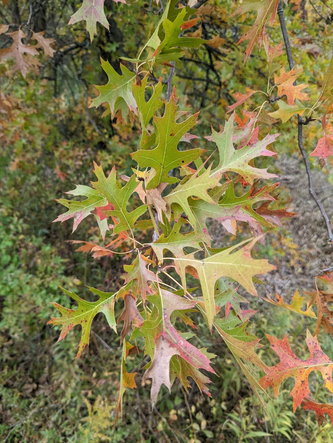 Pin Oak | CMP Tree Selection Tool